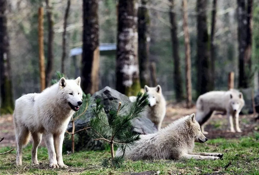 [Vidéo] Les loups, rois de la forêt à l’Arche de la nature aujourd’hui ...