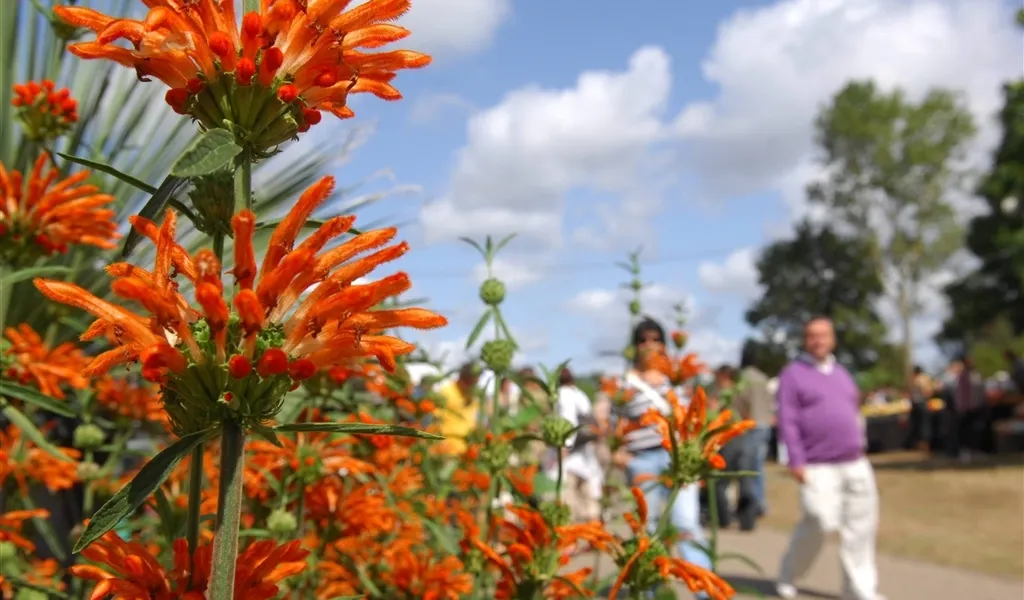 Folie des plantes ce week-end à Nantes - Nantes.maville.com