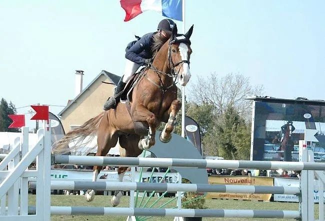 Équitation : Carton plein pour Benjamin Devulder. Sport - Saint-Lô ...