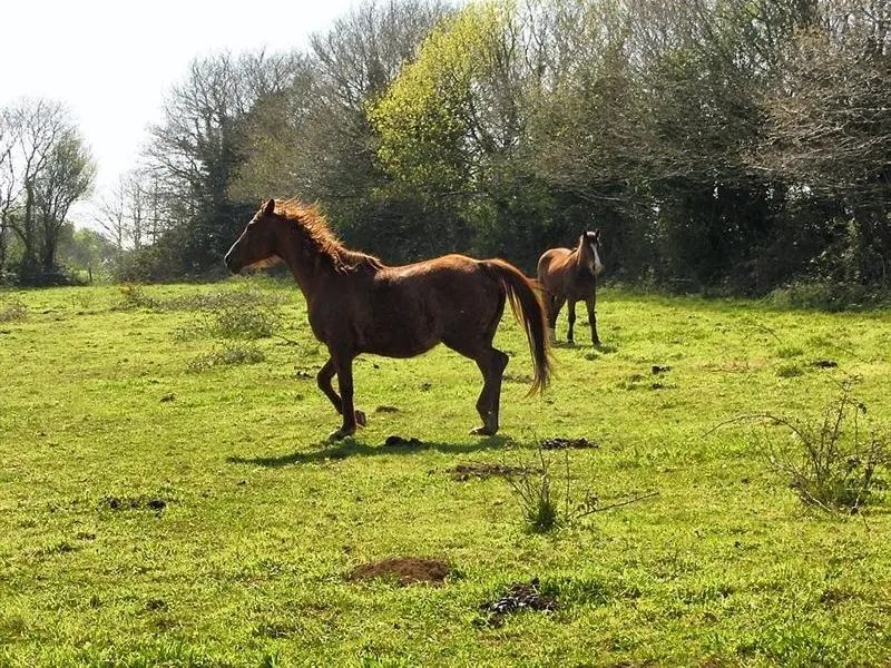 Lopérec. Les chevaux maltraités ont leur havre de paix - Quimper ...