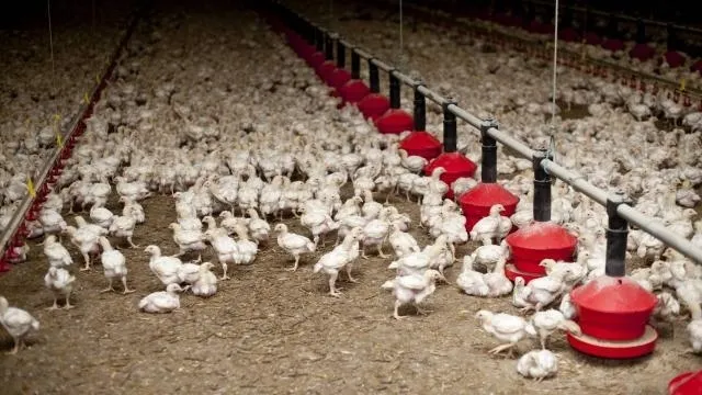 Agriculture : L'aviculture européenne craint l'accord UE-Etats-Unis ...