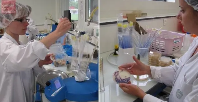 Le Lion-d'Angers. Les bacte´ries boostent Microsept - Angers.maville.com