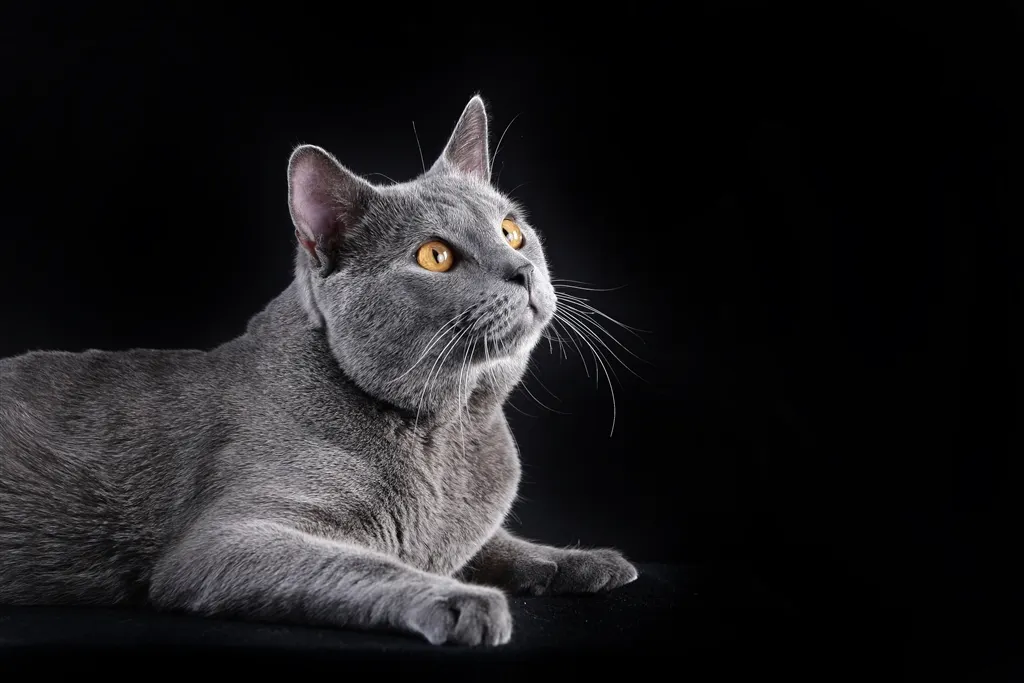 CHATS DE RACE FONT SALON à Vitré internaute - Rennes.maville.com