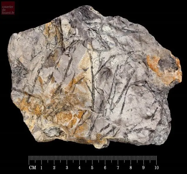 Angers. La plus ancienne plante ligneuse au monde intègre le muséum des ...