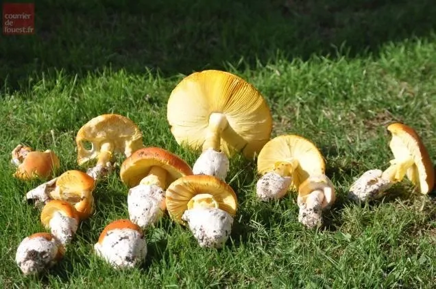 Echemiré. David Skach a la passion des champignons - Angers.maville.com
