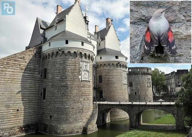 Insolite. L'oiseau rare niche au château - Nantes.maville.com