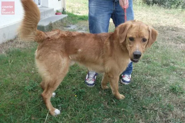 Angers. Adoptez Fallo, un Golden retriever roux, avec la SPAA - Angers ...