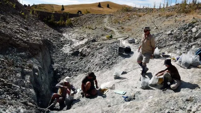 Un fossile de chauve-souris géante découvert en Nouvelle-Zélande ...