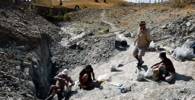 Un fossile de chauve-souris géante découvert en Nouvelle-Zélande ...