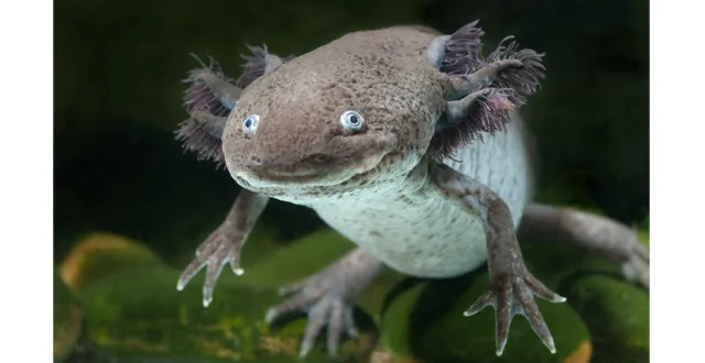 Top 10 des animaux les plus incroyables du monde - Nantes.maville.com