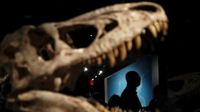 Canada. Un T-Rex découvert en 1991 est le plus grand au monde - Halluin ...
