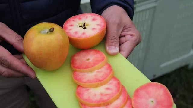 Le leader de la pomme étend ses vergers - Golfe de Saint Tropez.maville.com