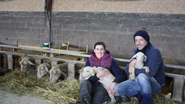 Vigneux-de-Bretagne. La Bergerie de la joue abrite brebis et point de ...