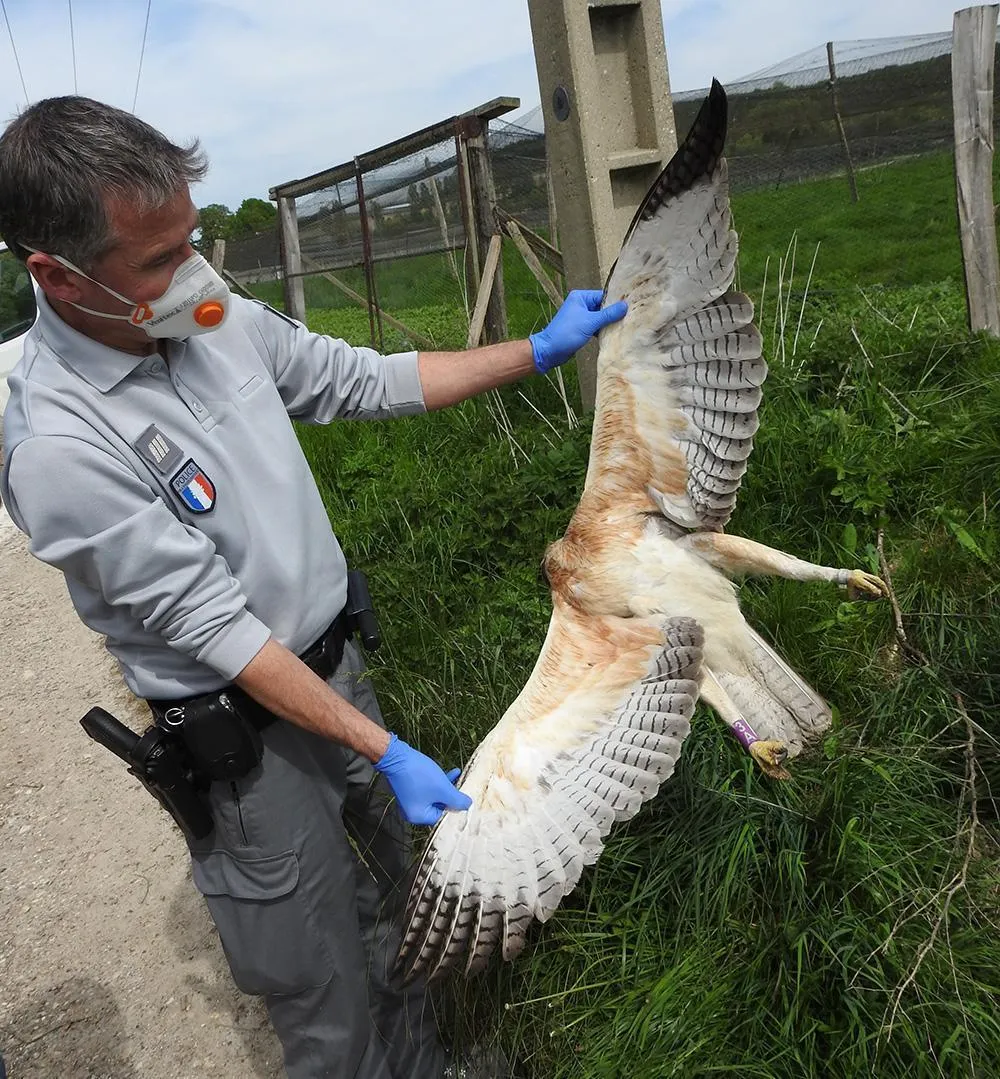 Val-d’Oise. Un aigle de Bonelli, rapace le plus rare de France ...