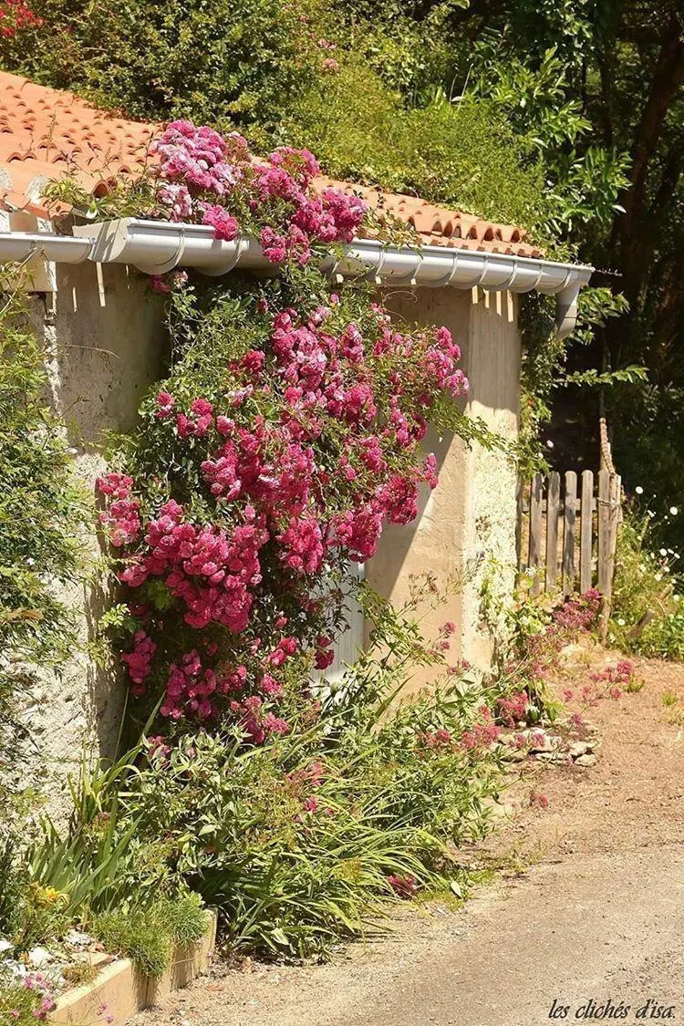 EN IMAGES. Les premiers clichés des photographes vendéens déconfinés ...