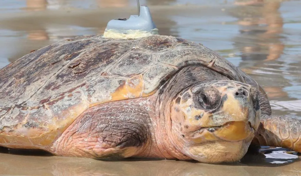 Le Croisic. Retour à l’eau pour la tortue Kercambre - Nantes.maville.com