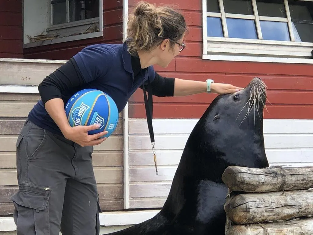 La Flèche. Au zoo, l’otarie Lucky joue les divas - Le Mans.maville.com