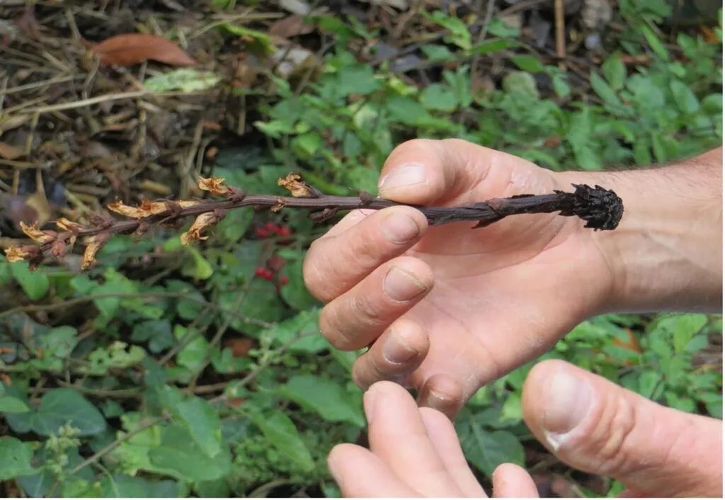 Une plante parasite suceuse de sève - Vannes.maville.com