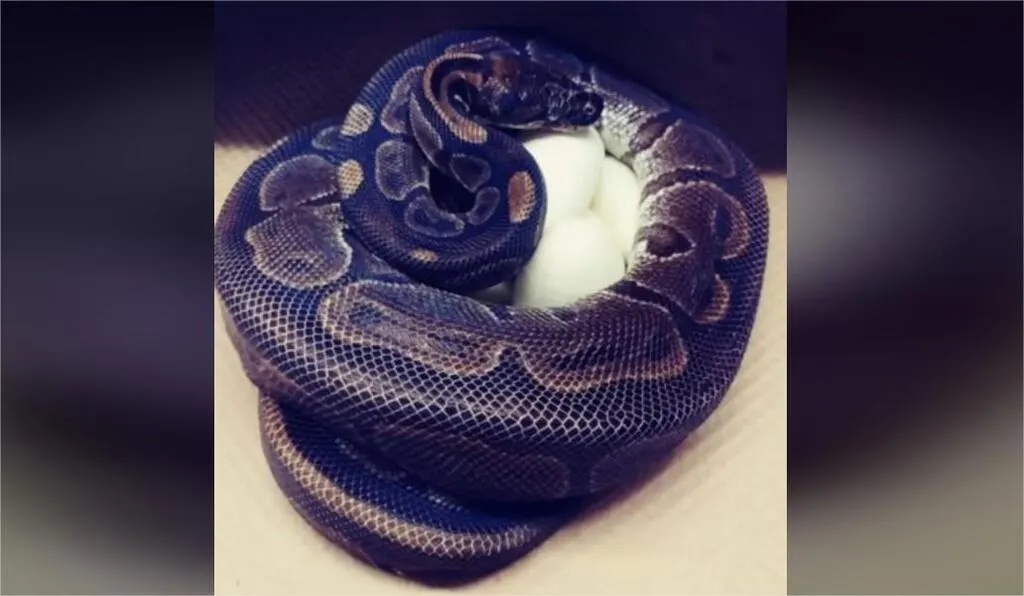 Un python royal femelle pond des œufs, aucun mâle ne l’a pourtant ...