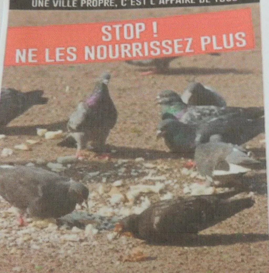 Allonnes. Nourrir les pigeons favorise leur prolifération - Angers ...