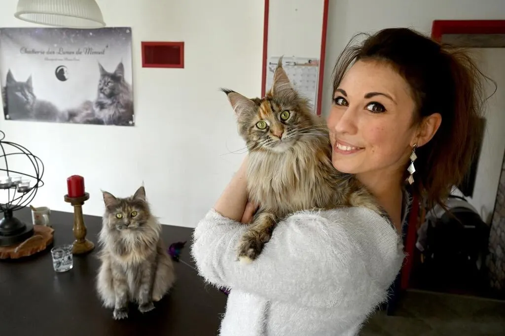 VIDÉO. Éleveuse de chats, Sarah vit sa passion à domicile - Golfe de ...