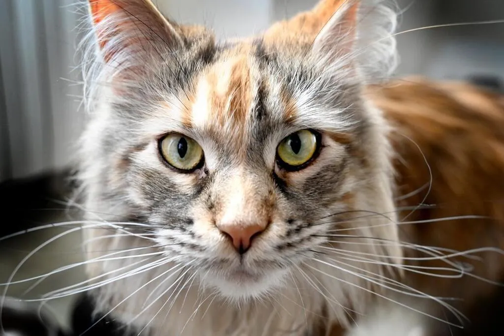 VIDÉO. Éleveuse de chats, Sarah vit sa passion à domicile - Golfe de ...