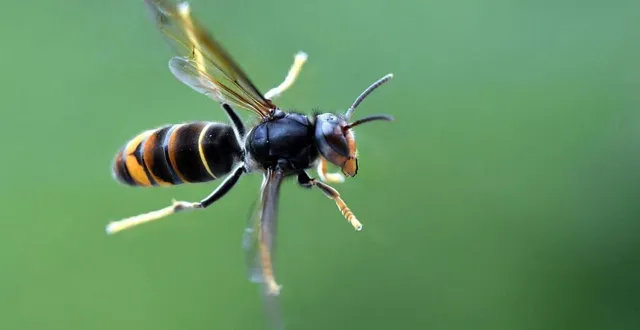 Indre-et-Loire. L’université de Tours recherche des frelons asiatiques pour la science - Tours ...