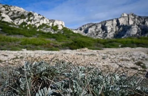 Enedis condamnée pour la destruction de plants dans le parc des ...