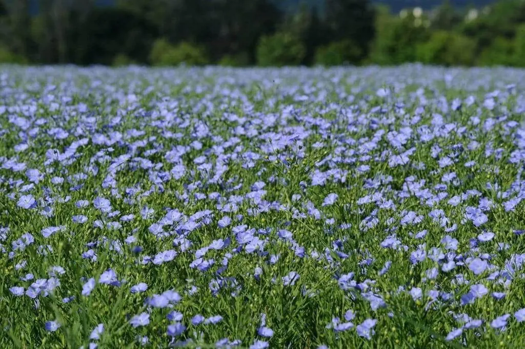 Paris. Pourquoi un « champ » de lin normand a-t-il été installé rue de ...
