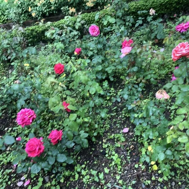 Rendez-vous aux jardins. En Vendée, ce jardin anglais du XIXe siècle ...
