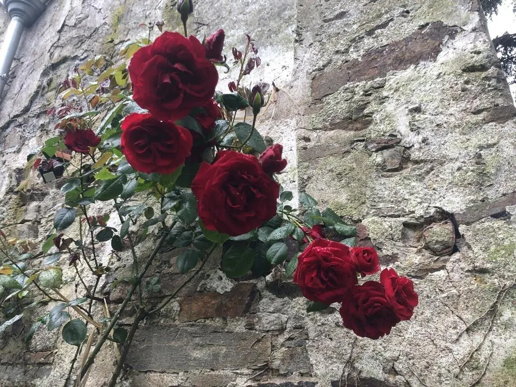 Rendez-vous aux jardins. En Vendée, ce jardin anglais du XIXe siècle ...