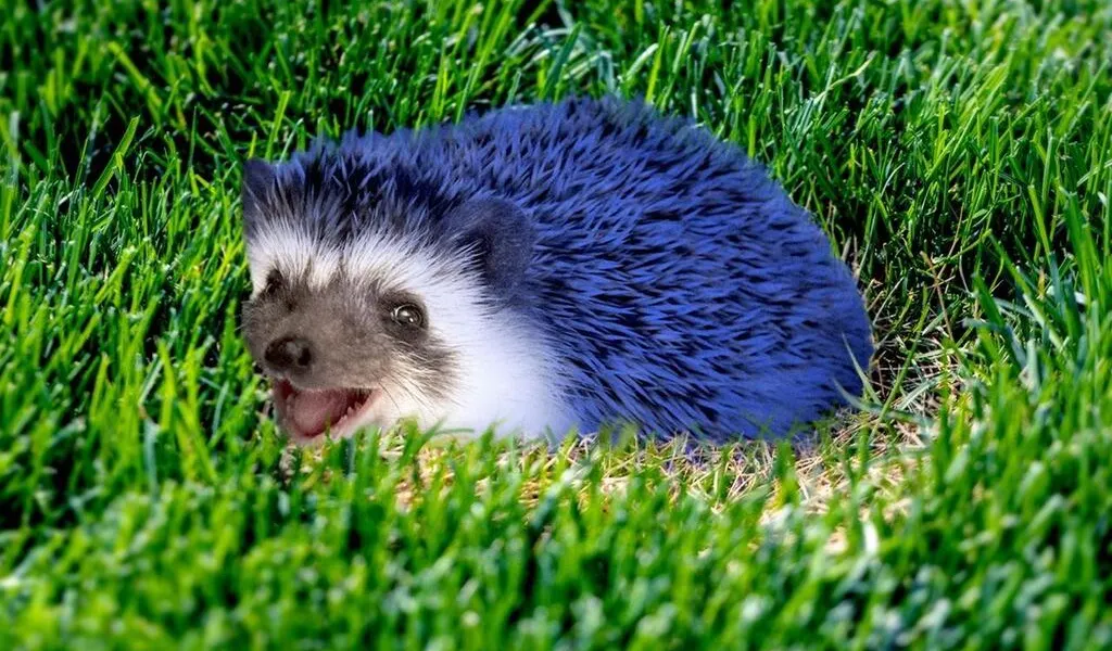 Jeux vidéo. Ringard pendant des années, comment Sonic est-il redevenu ...