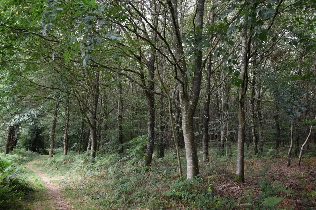 Loudéac. Garde forestier, un métier au chevet de la forêt - Guingamp ...