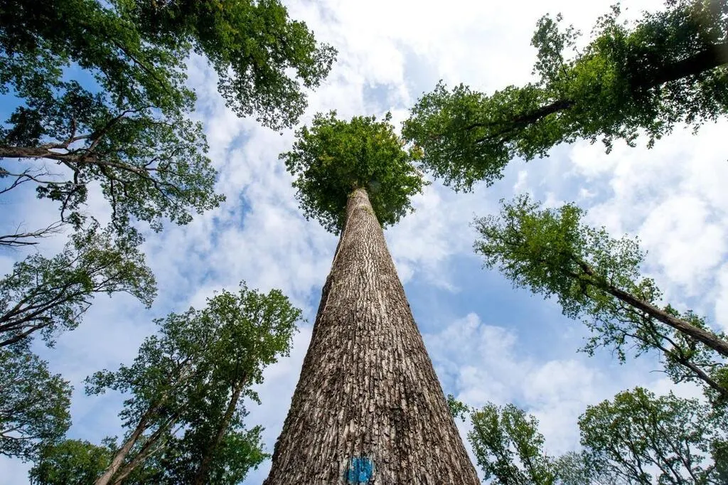 Sarthe. Huit chênes remarquables de la forêt Bercé choisis pour ...