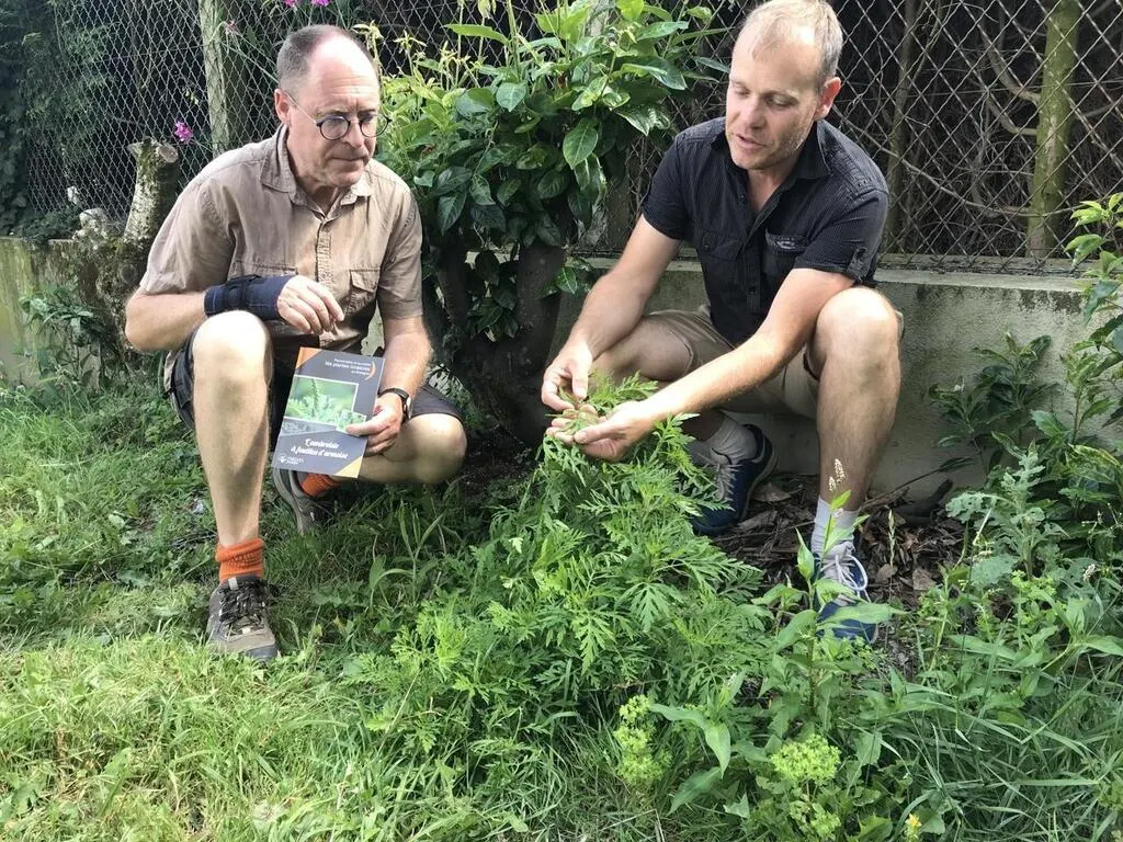 Fougères. L’ambroisie, une plante invasive et dangereuse, fait son ...