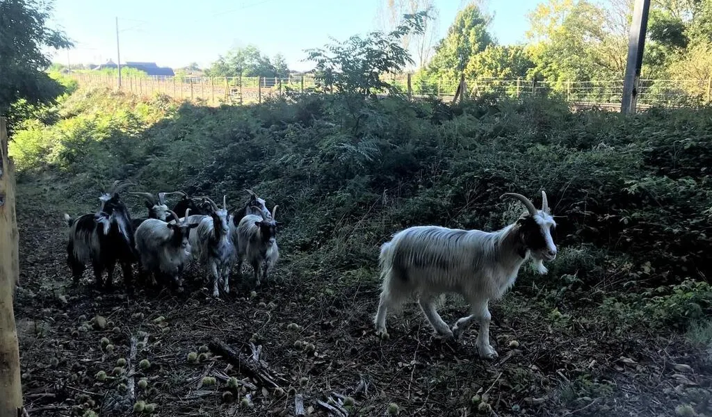 REPORTAGE. Au pied du train, chèvres et moutons désherbent pour faire ...