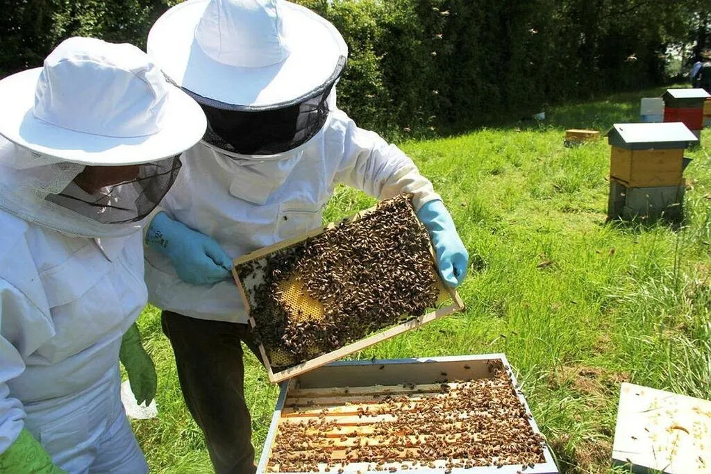 Le varroa, ce parasite qui pourrit la vie des abeilles et des ...