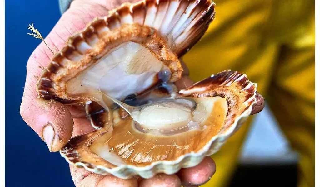 La saint-jacques fraîche de la baie de Saint-Brieuc désormais Label ...