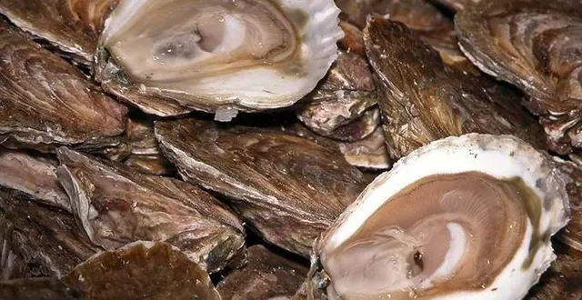 VIDÉO. Six conseils pour se régaler avec l’huître plate du Bélon ...