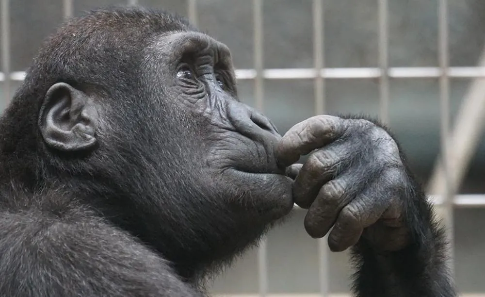 Connaissez-vous bien les expressions avec les animaux ? - Angers ...