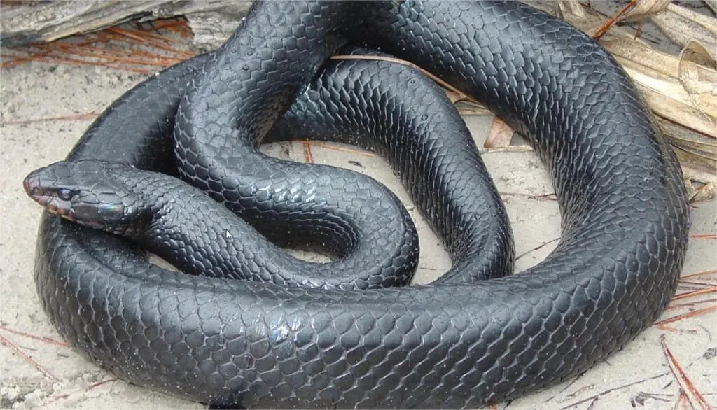 Un serpent très rare découvert à l’état sauvage aux États-Unis - Le ...