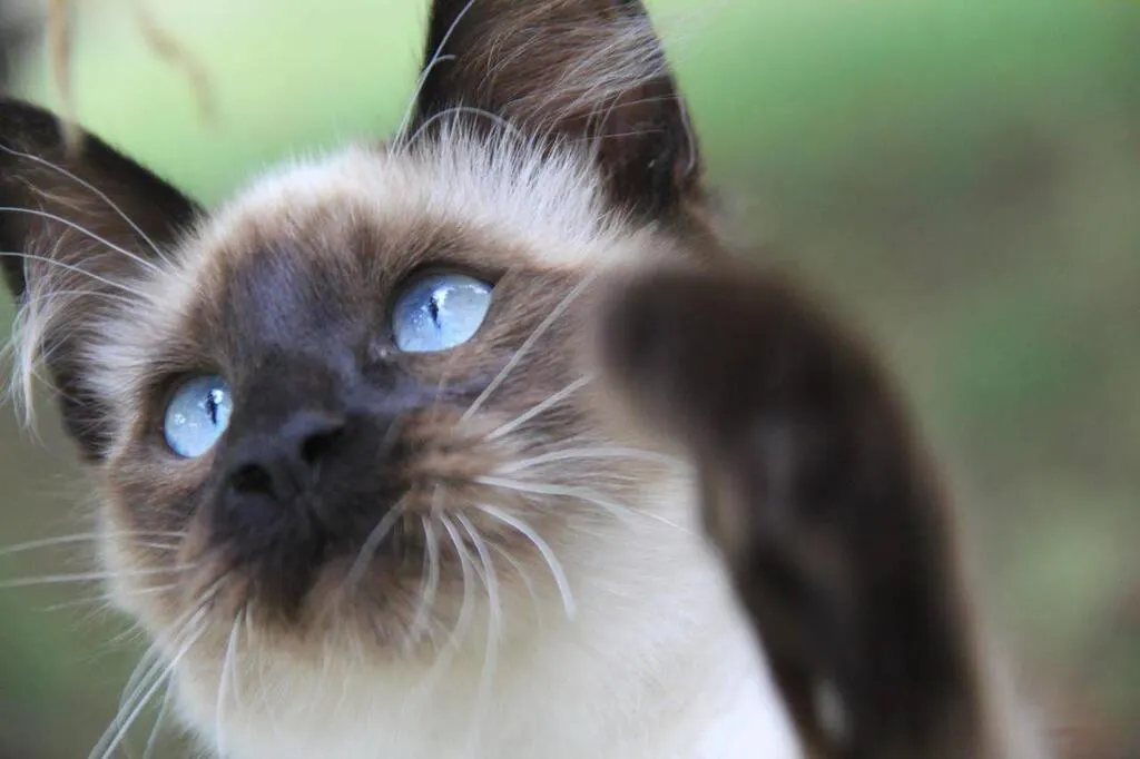 CatBnB organise le concours du plus beau chat de Nantes - Nantes ...