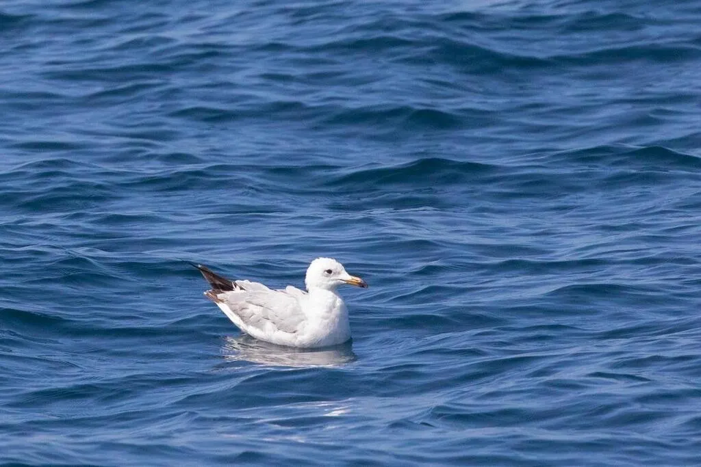 Influenza aviaire. En Normandie, de plus en plus de goélands contaminés ...