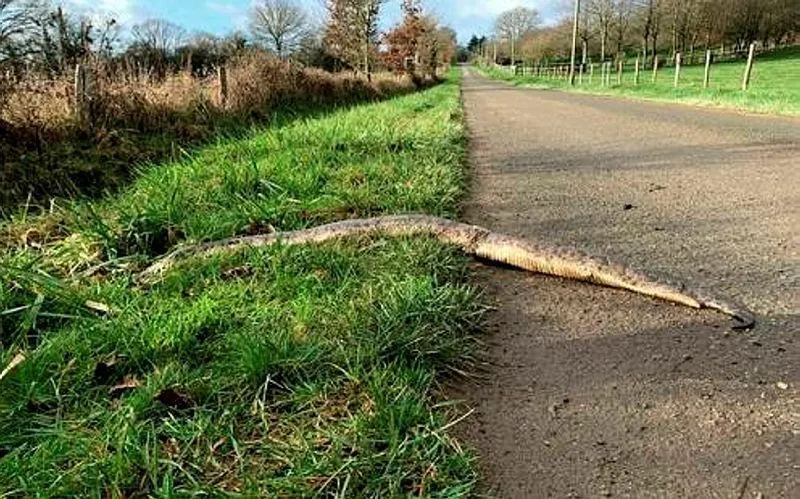 Python mort au bord d’une route, tiny house et orages en Mayenne… Les ...
