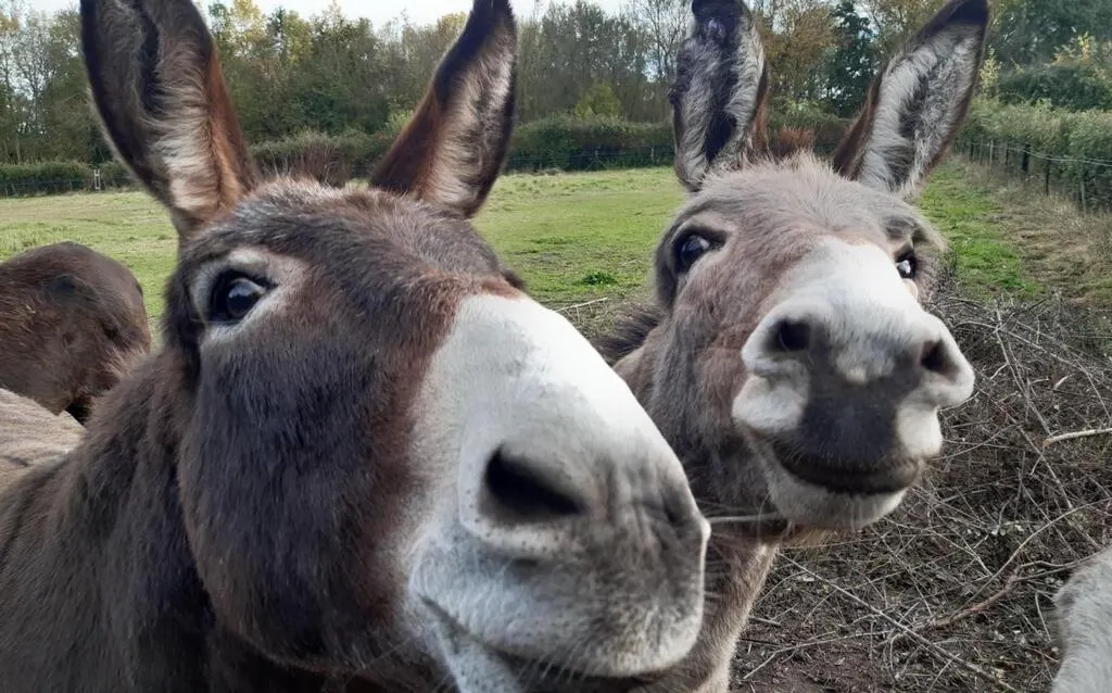 Les Ponts-de-Cé. Une balade avec les ânes en écoutant des histoires ...
