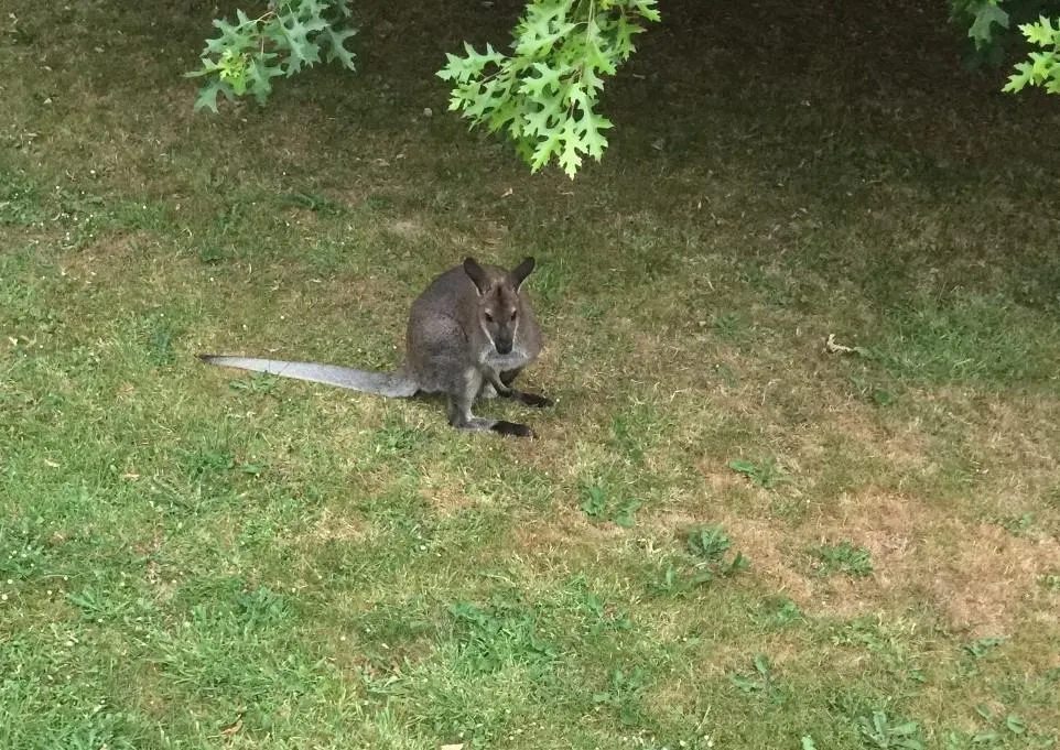 Une habitante du Sud-Manche se retrouve face à un wallaby dans son ...