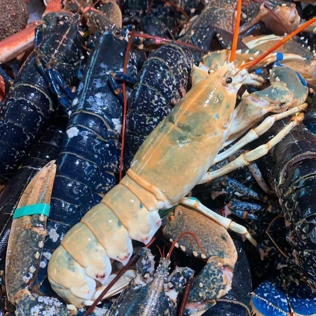 Avez-vous déjà vu un homard jaune ? Rendez-vous à l’Océarium du Croisic ...