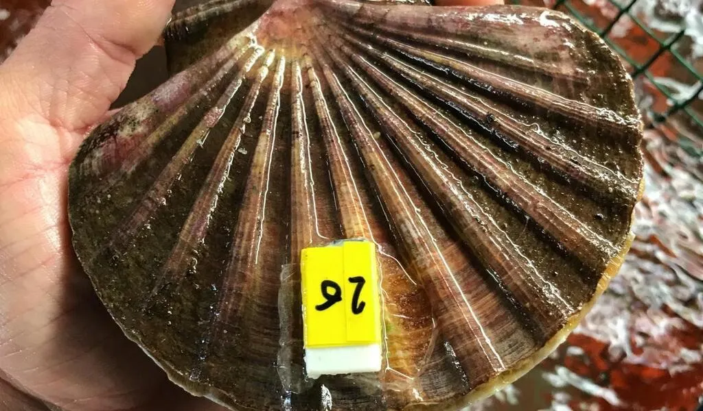 Parc éolien en baie de Saint-Brieuc. Que révèle l’étude en mer sur les ...