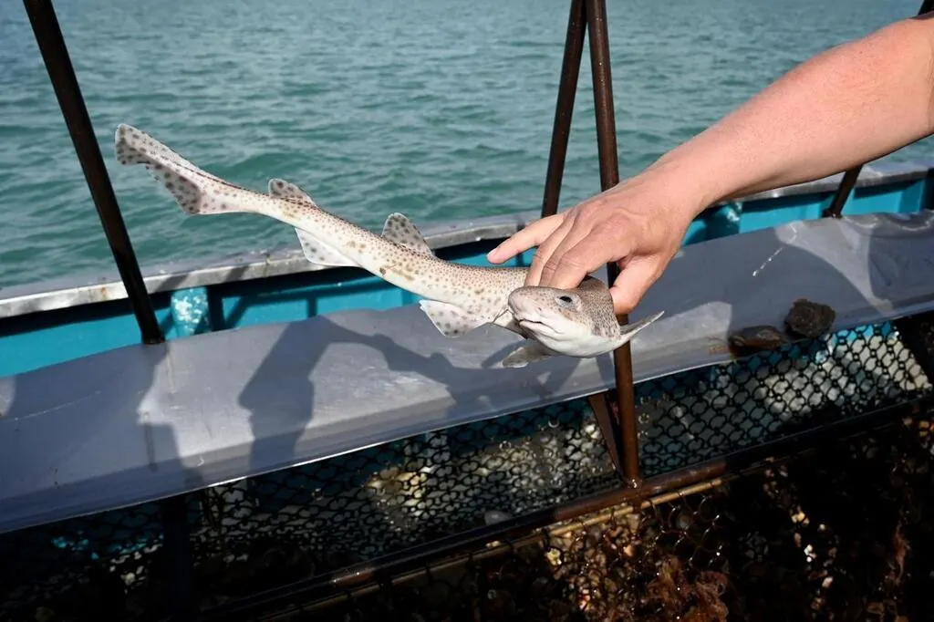 Ces requins menacés d’extinction qui nagent dans les eaux françaises ...