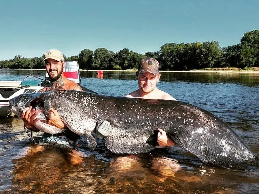 EN IMAGES. Thibault et Julien pêchent un silure géant dans la Loire ...